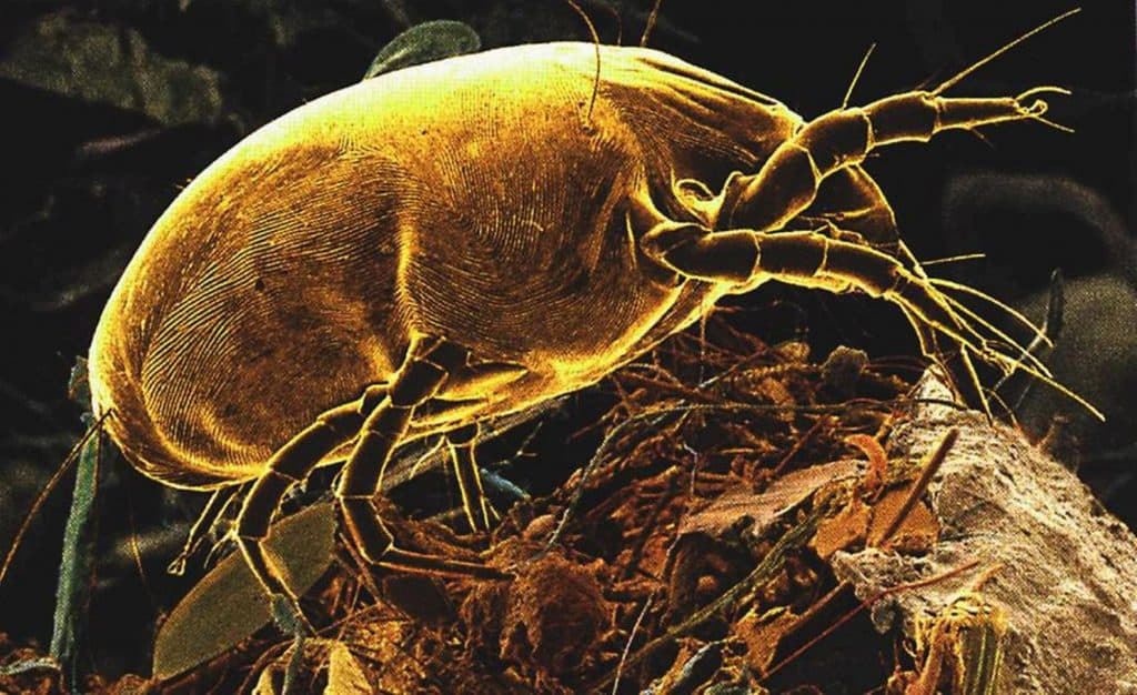 Come Eliminare gli Acari in 8 Mosse | Disinfestazione Acari