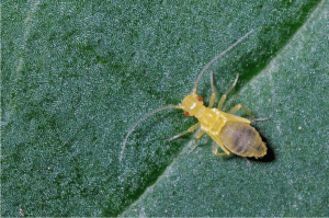 Psocotteri: comprendere e combattere gli insetti della muffa