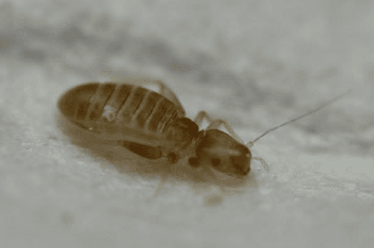 Psocotteri: comprendere e combattere gli insetti della muffa