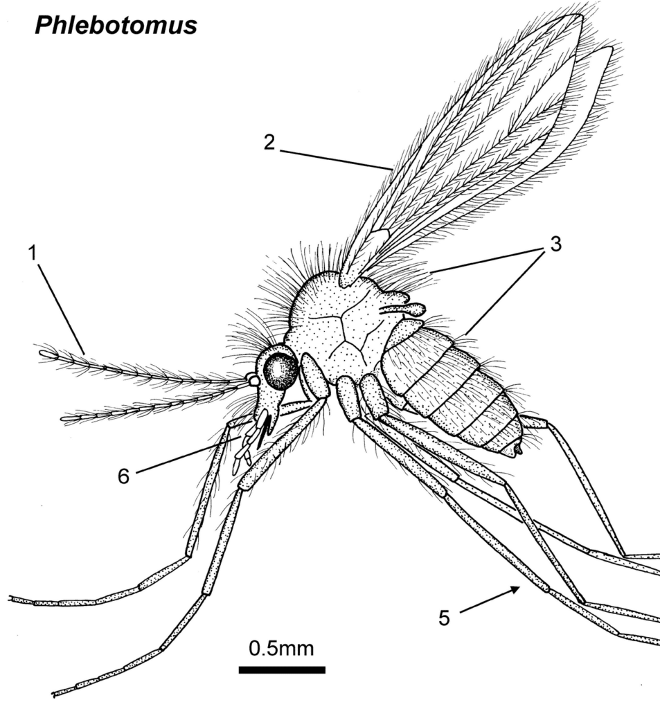 Flebotomi: Cosa Sono e Come Proteggersi dalle Punture?
